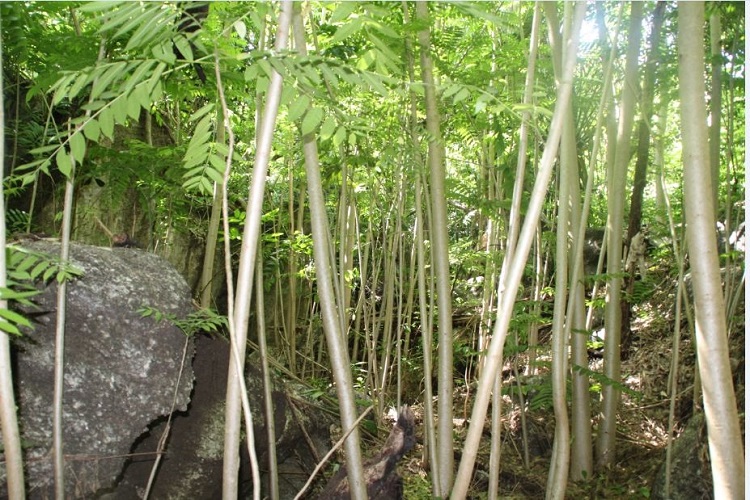 Invasive plant species Cedrela odorata replacing the habitat of ...