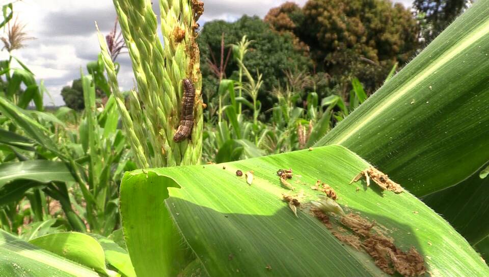 Fall armyworm: Farmers nightmare | Sokoine University of Agriculture