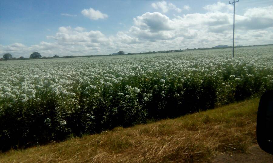Kongwa Weed Research Project launched | Sokoine University of Agriculture