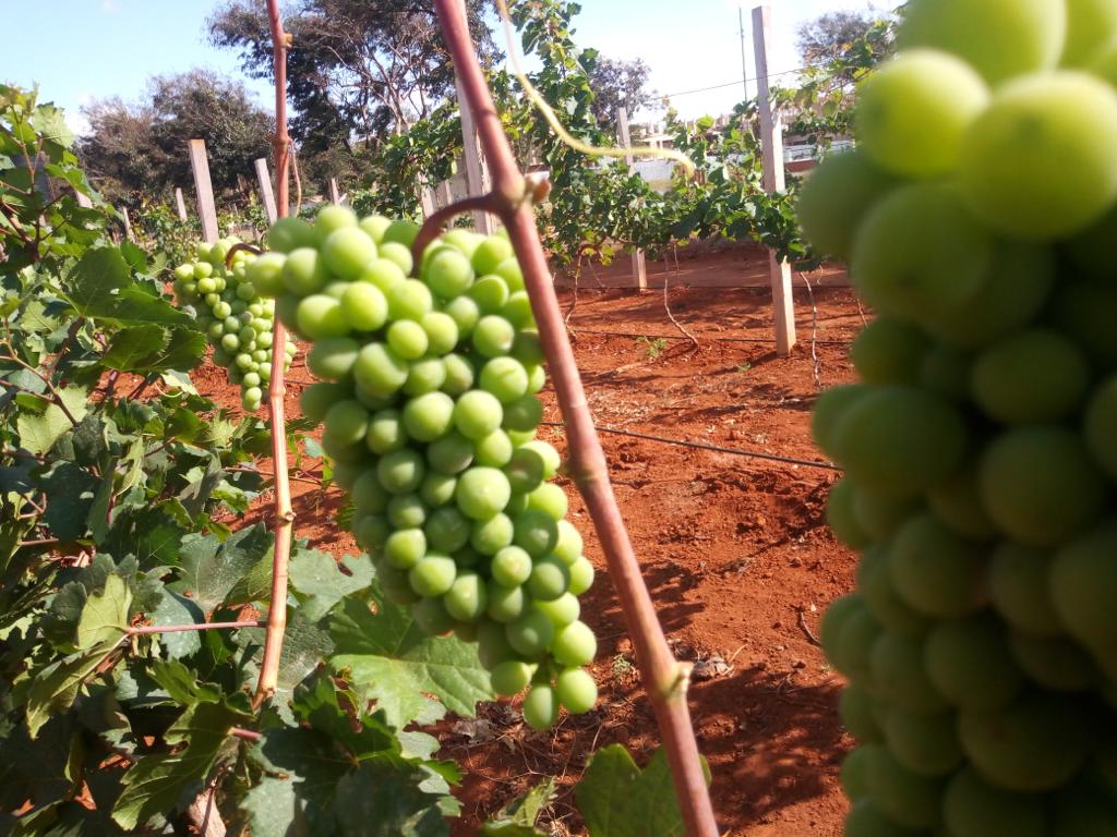 Results of grape varieties trial at the SUA model training farm ...