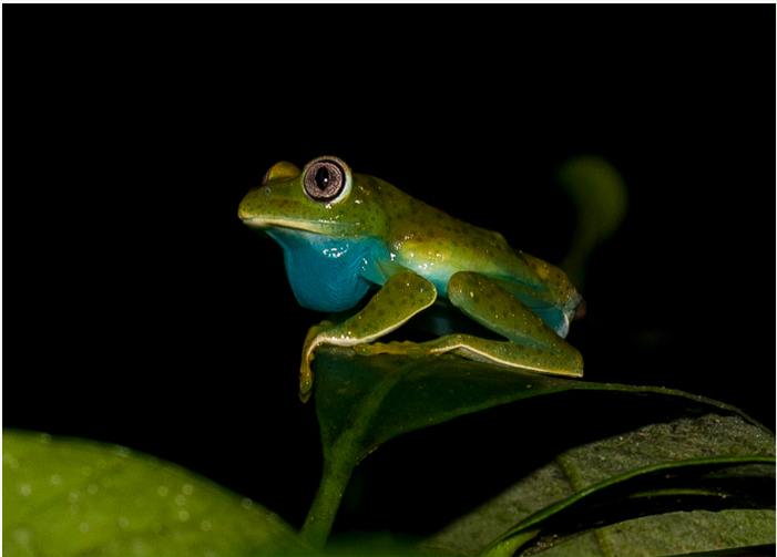 World owes it to Tanzania to keep Eastern Arc forests standing, study ...