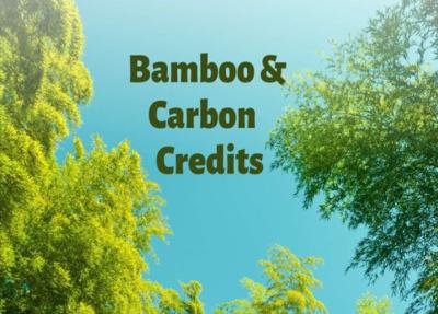 Tanzania Unveils Bamboo Strategy Incorporating Carbon Credits | Sokoine ...