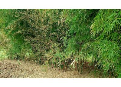 Launching of the National Bamboo Strategy and Action Plan | Sokoine ...