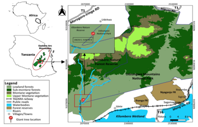 SUA Researchers Discover Africa’s Second Tallest Tree - A 64.5-Metre ...
