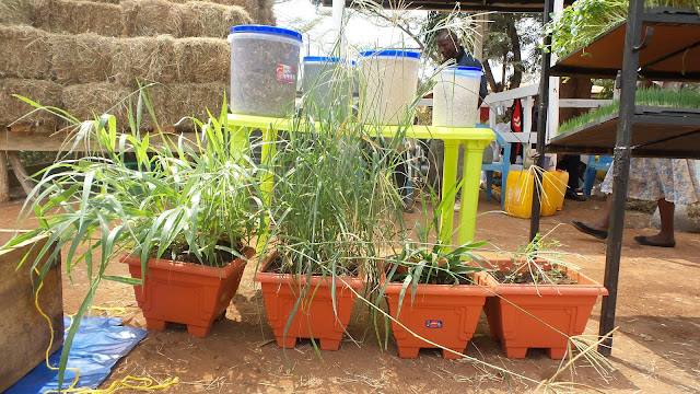 Nane nane 2022: SUA na Teknolojia ya Uzalishaji wa Malisho ya Mifugo ...