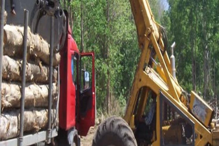 Forest Engineering and Wood Sciences | Sokoine University of Agriculture